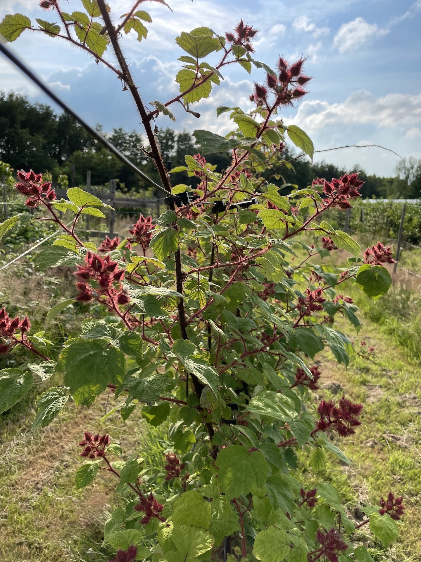 Japanse Wijnbes • Fruithof de Struikrover