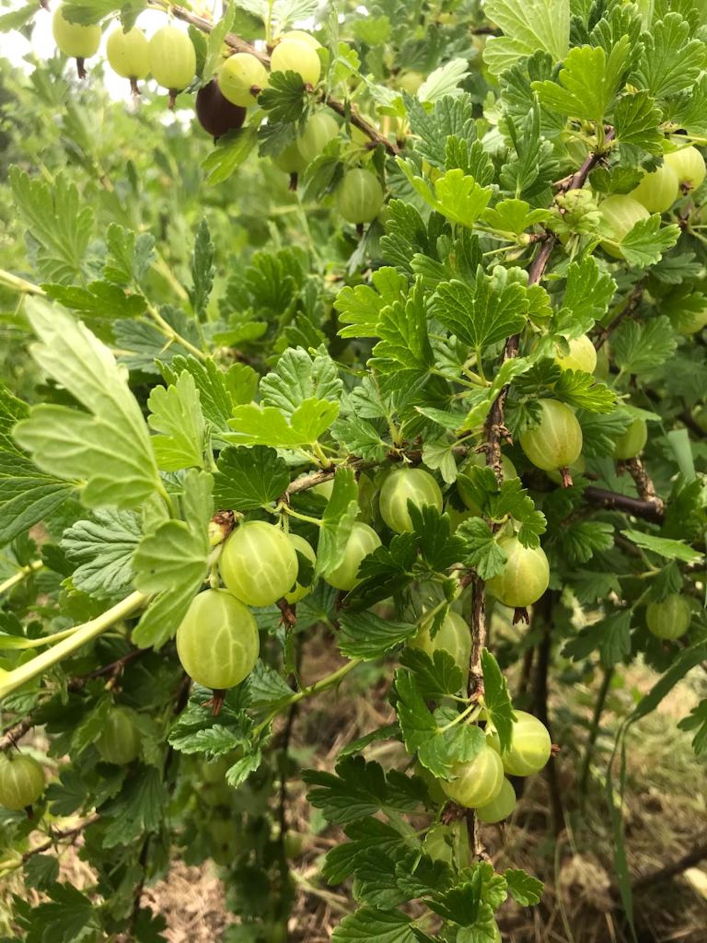 Kruisbes • Fruithof de Struikrover