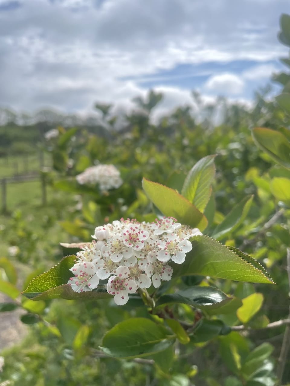 Struikrover Dag Verslag 6 Mei • Fruithof de Struikrover