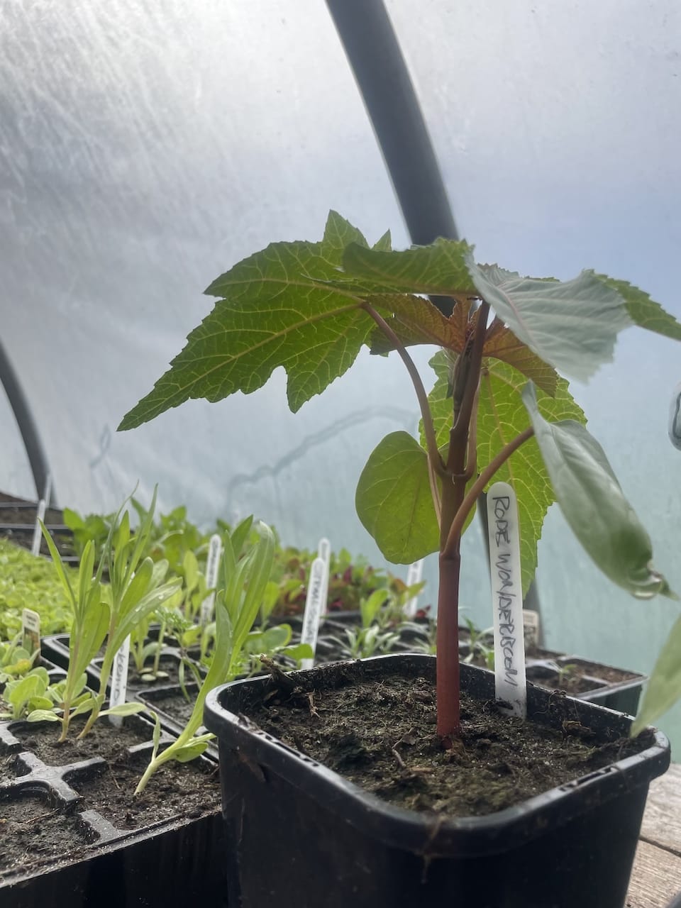 Struikrover Dag Verslag 6 Mei • Fruithof de Struikrover