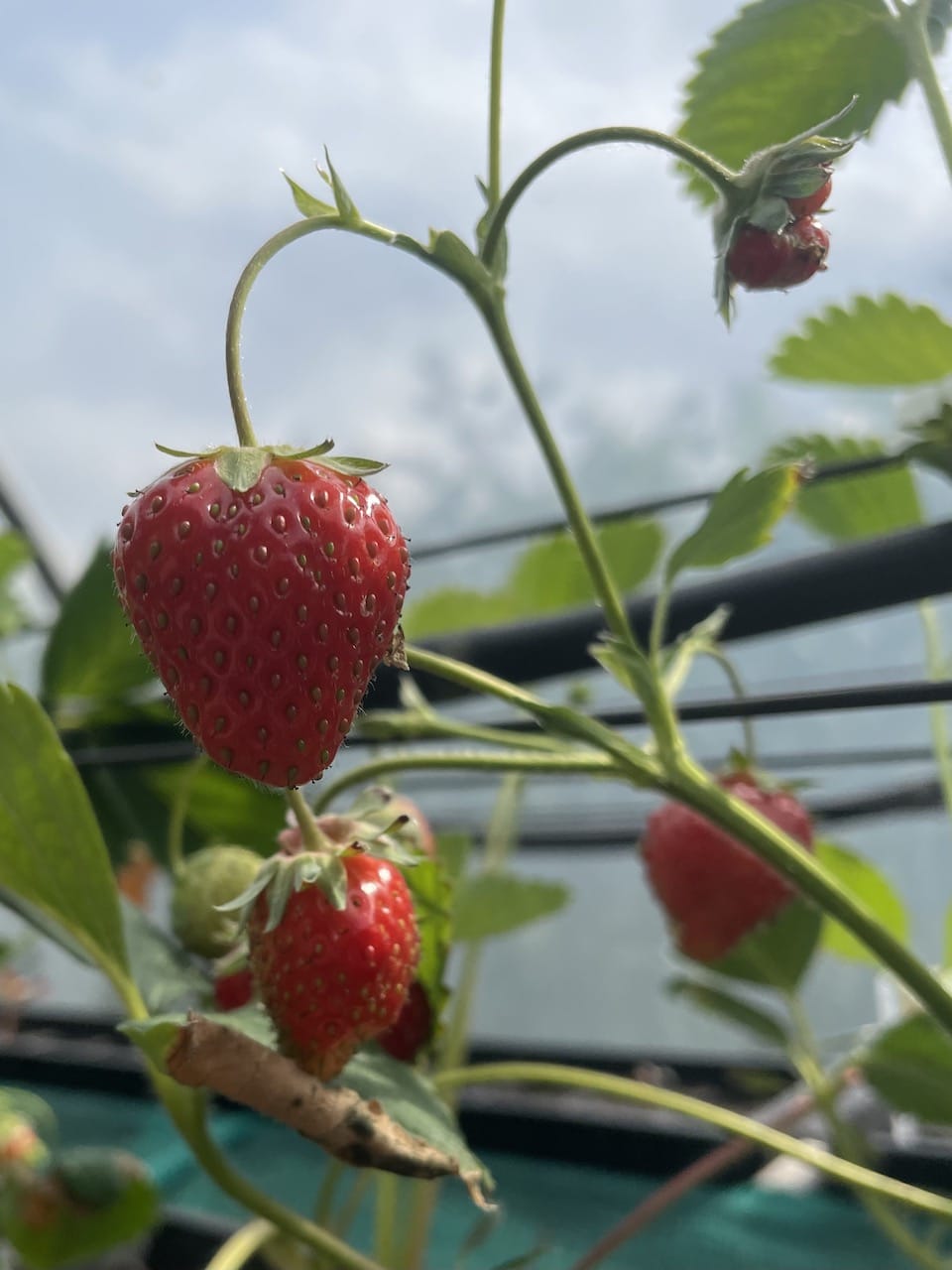 Verslag van 12 tot 20 Mei • Fruithof de Struikrover